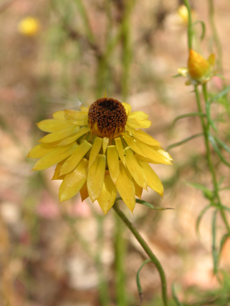 sticky everlasting from Wangandary VIC 3678, Australia on December 9 ...