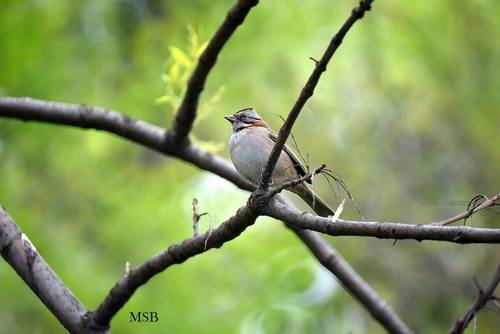Chingolo (Biodiversidad de las Facultades de Agronomía y Veterinaria ...