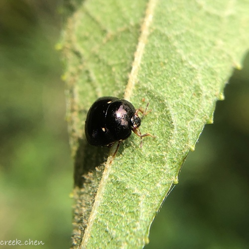 Coptosoma parvipicta · iNaturalist