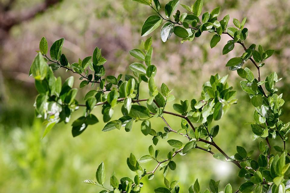 Tala (Biodiversidad de las Facultades de Agronomía y Veterinaria (UBA ...