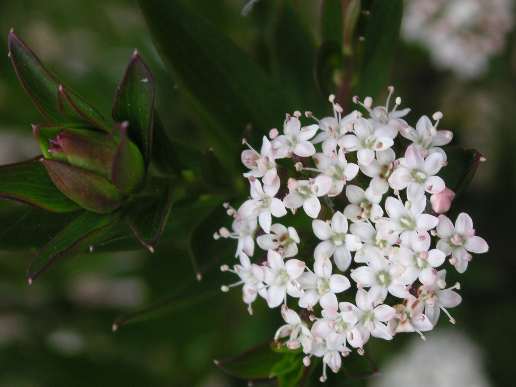 Shrubby Platysace from Mount Buffalo VIC 3740, Australia on December 12 ...