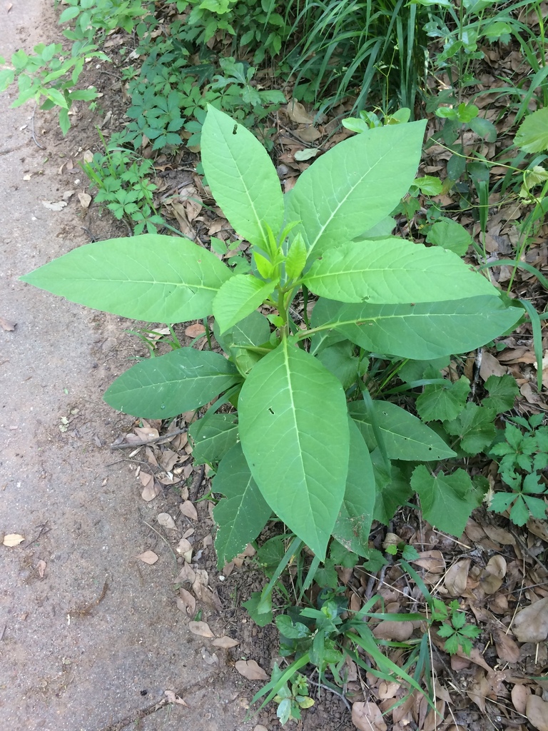 American pokeweed from 2601 Misty Glen Dr, Flower Mound, TX, US on ...