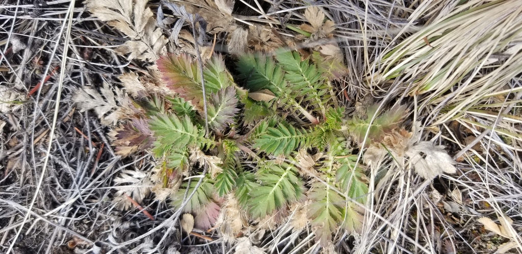 prairie smoke in April 2020 by Brian Catto. Spring has sprung · iNaturalist