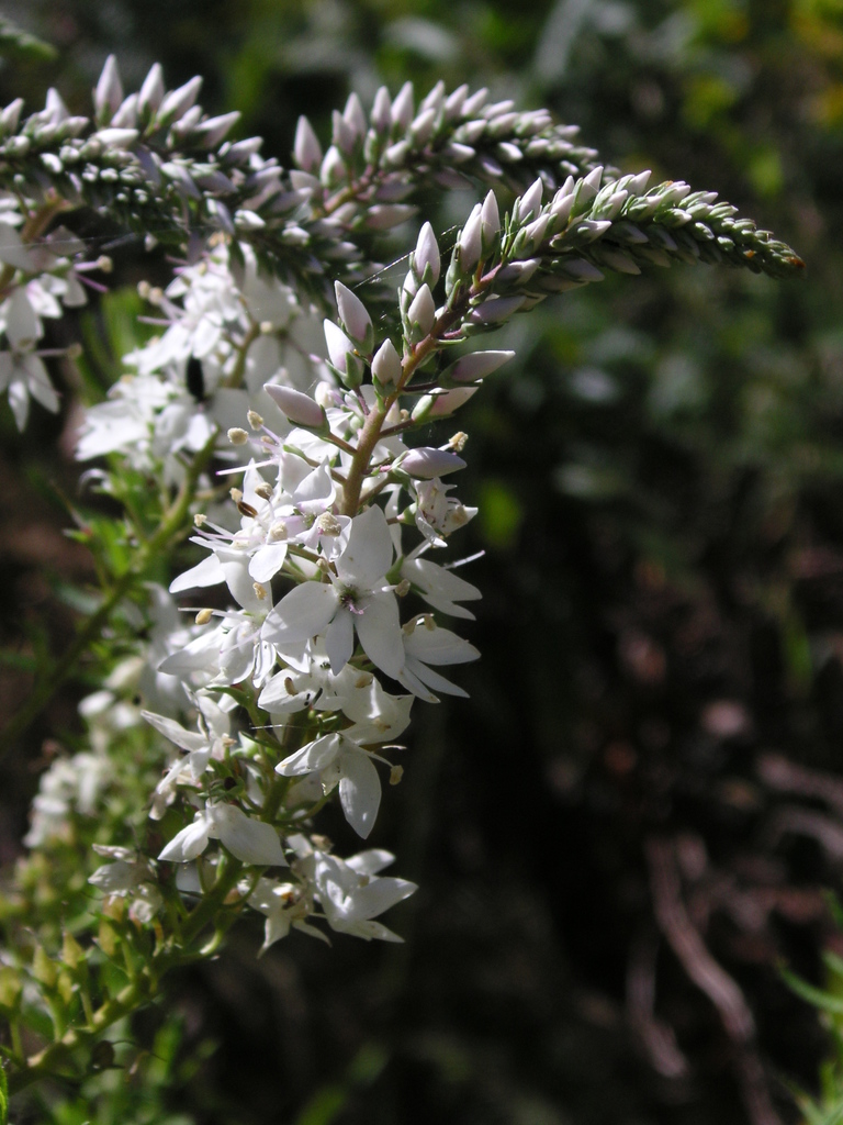 Snow Speedwell from Mount Buffalo VIC 3740, Australia on December 21 ...