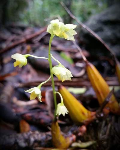 Section Monophyllaea · iNaturalist