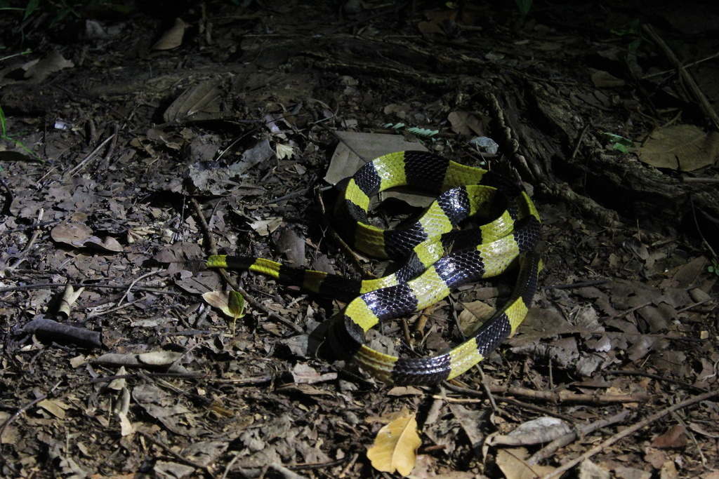 Banded Krait in September 2019 by Andy Parks · iNaturalist