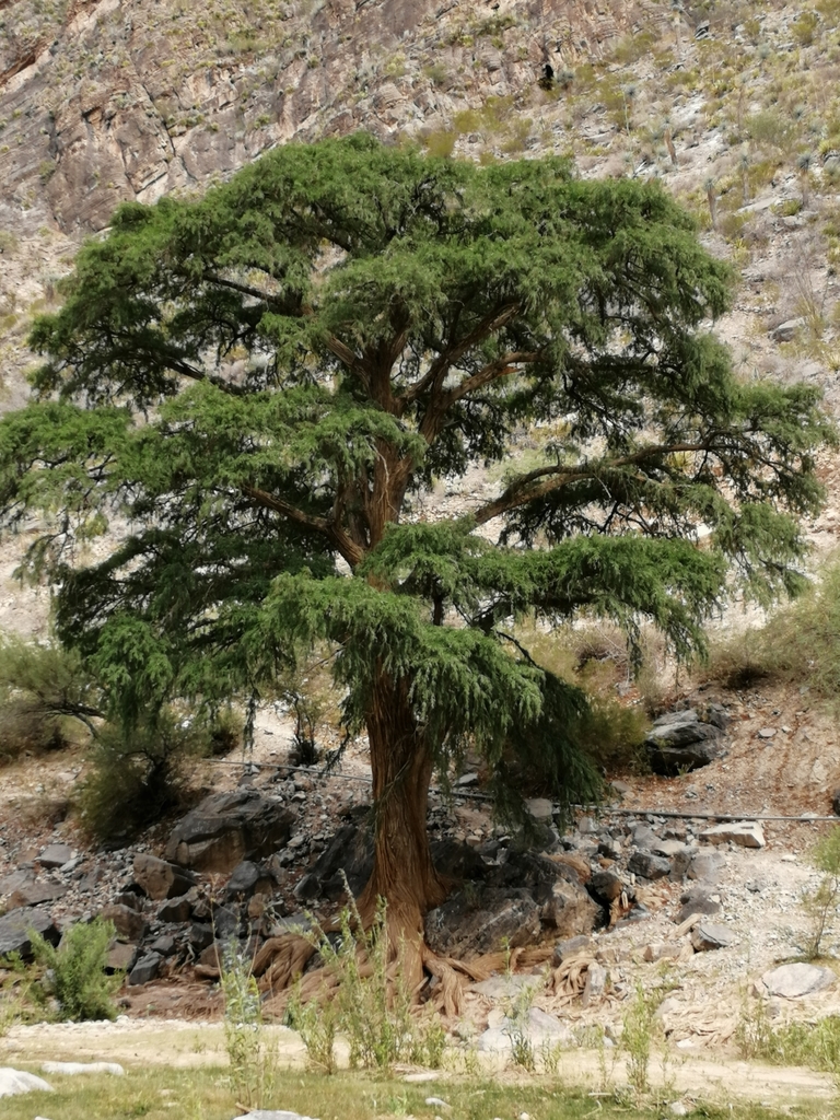 Montezuma cypress from Gral Simón Bolívar, Dgo., México on April 18 ...