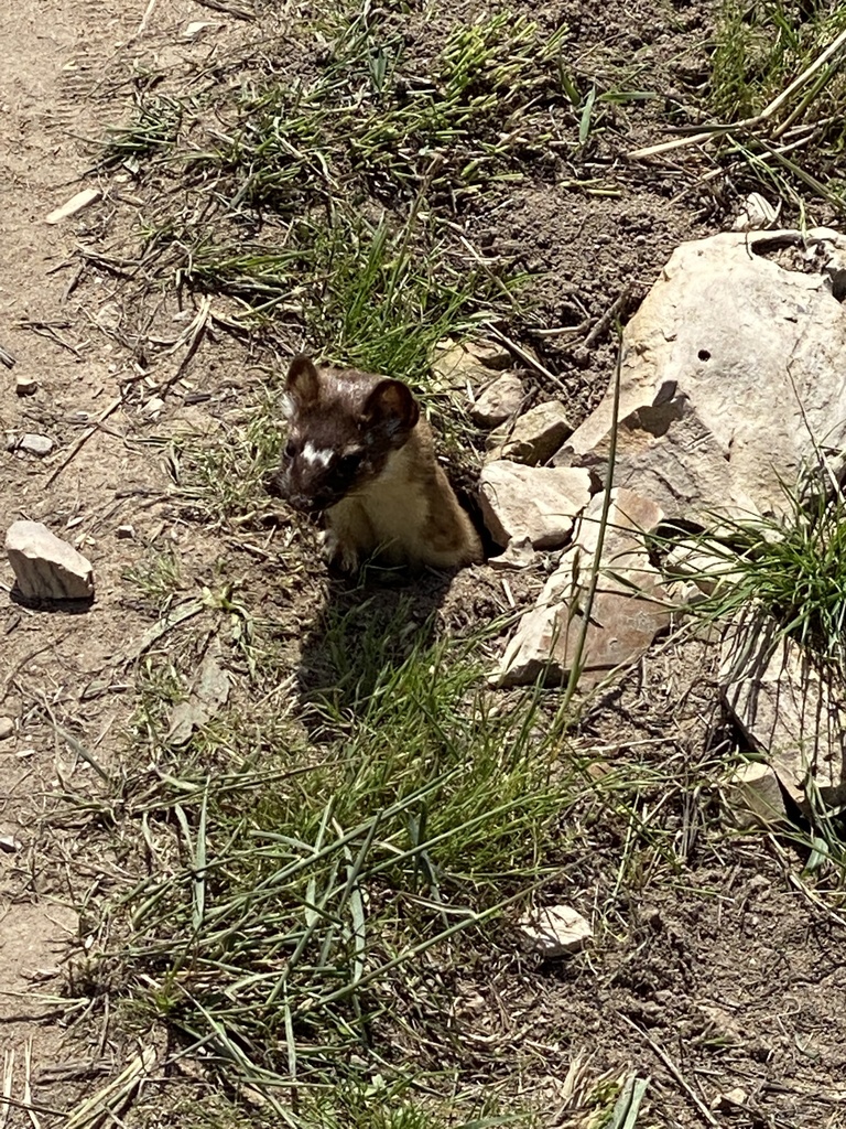 Long-tailed Weasel from Montaña de Oro State Park, Los Osos, CA, US on ...