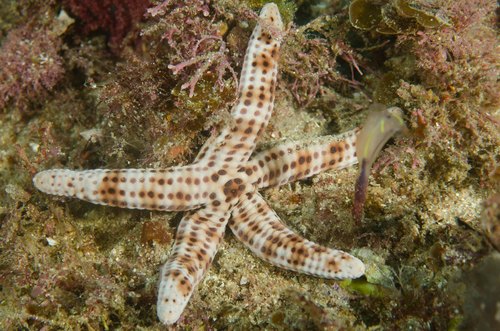 Tamaria megaloplax · iNaturalist Ecuador