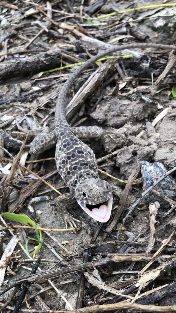 Reticulate Collared Lizard in April 2020 by Andrew Austin · iNaturalist