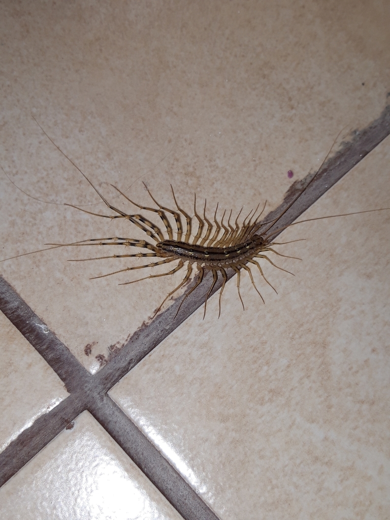 House Centipede in April 2020 by Andrei Anusca · iNaturalist