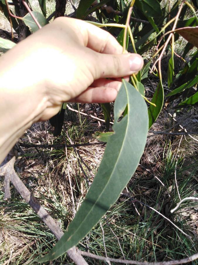Long-leaved Box from Christmas Hills VIC 3775, Australia on April 19 ...