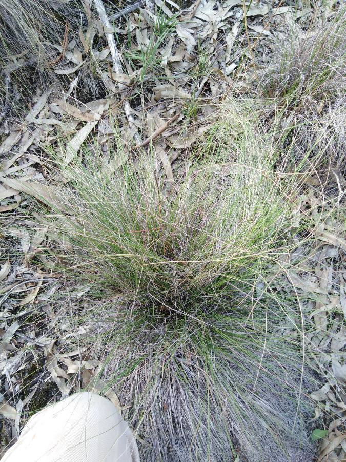 snow grass from Christmas Hills VIC 3775, Australia on March 24, 2020 ...