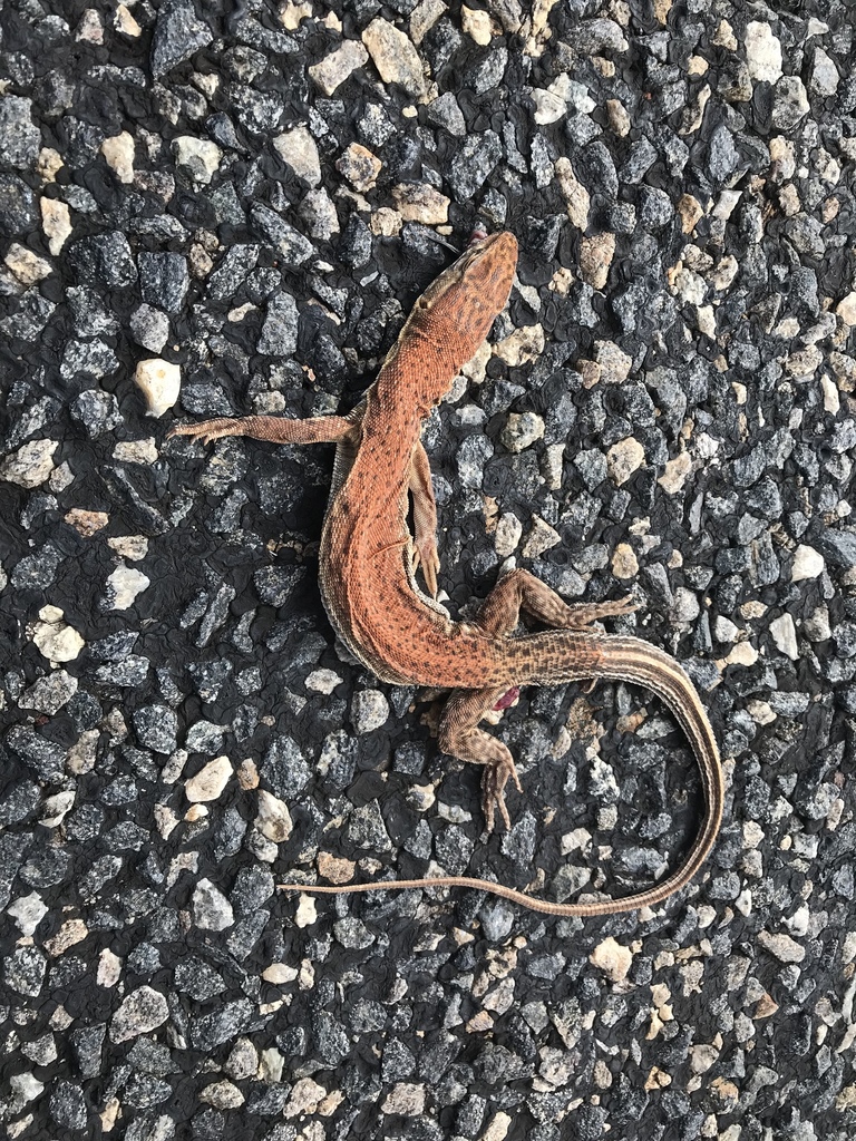 Rusty Desert Monitor in November 2018 by Bruce Edley. I don’t tend to ...