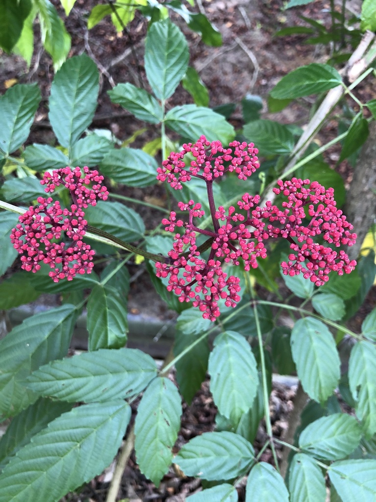 (Leea) - Botanical Realm