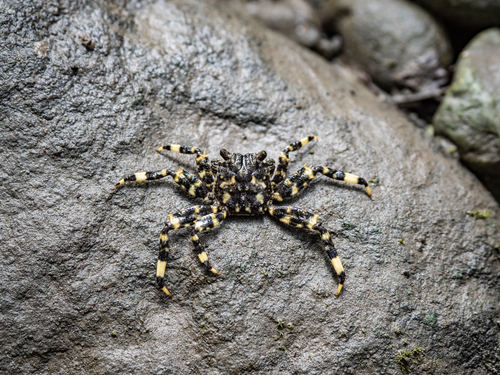 Genus Shinobium · iNaturalist