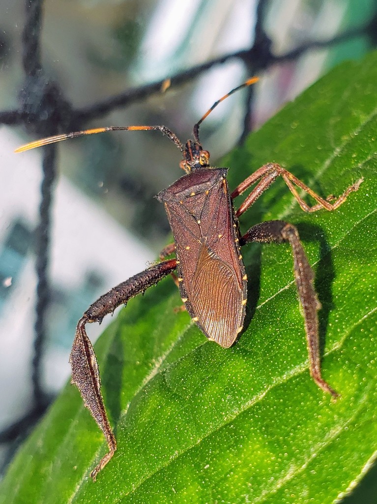 Citron Bug from Santa Rosa, Niterói - RJ, 24240-210, Brazil on April 19 ...