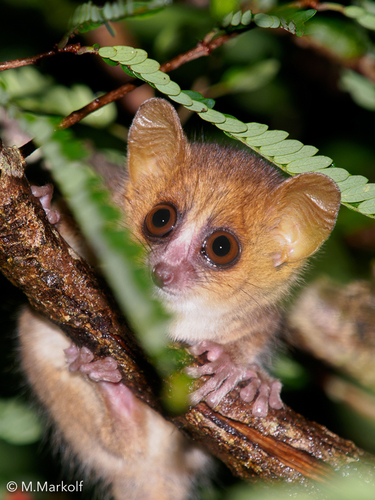Madame Berthe's Mouse Lemur (Microcebus berthae) · iNaturalist.org
