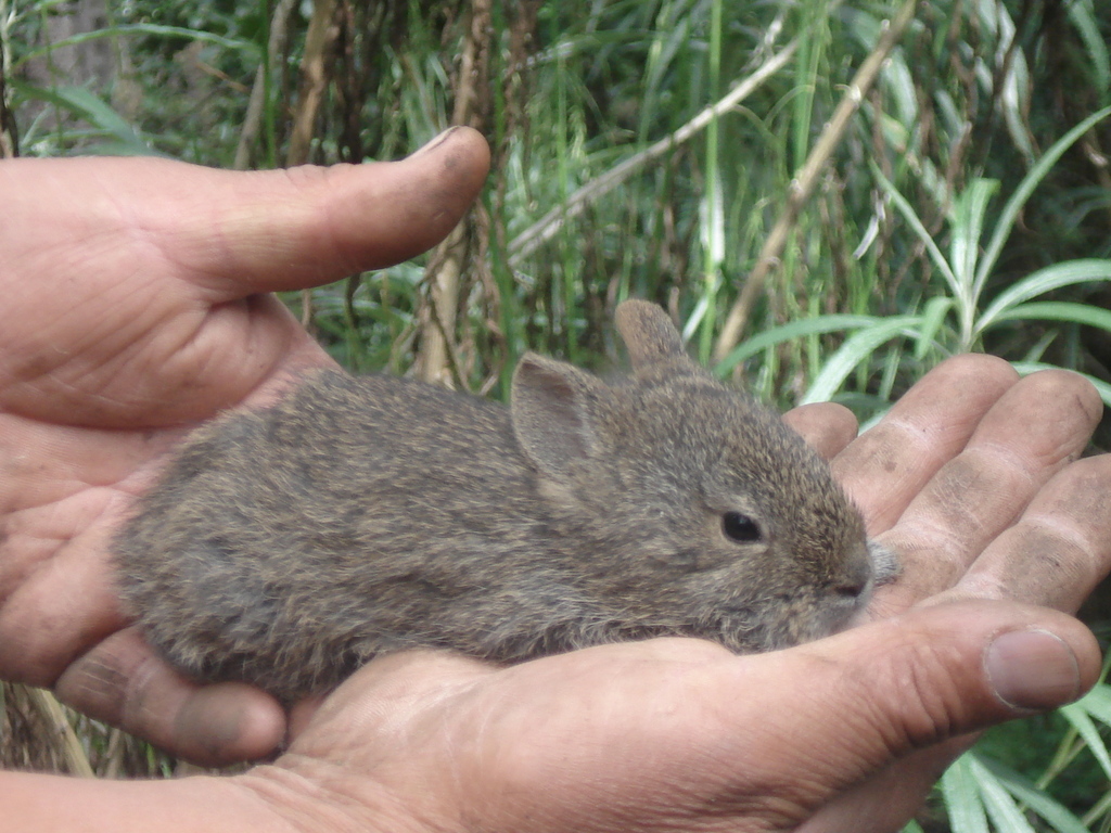 Volcano Rabbit in July 2007 by shinigami992. Era un ejemplar joven ...