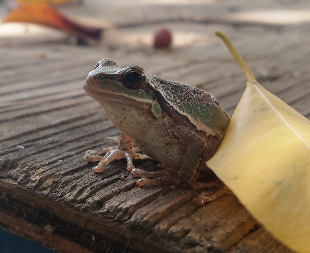 Southern Highland Tree Frog from Cuilápam de Guerrero, Oax., México on ...