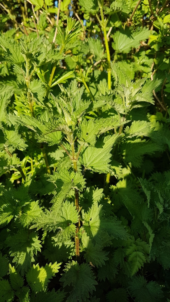 great stinging nettle from Odd Down Corner, Bath BA2 5RJ, Regno Unito ...