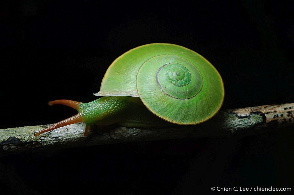 Green Snail from Bahagian Miri, Sarawak, Malaysia on June 14, 2006 at ...