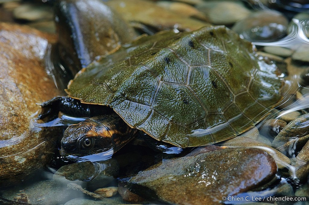 Malayan Flat-shelled Turtle in July 2006 by Chien Lee · iNaturalist