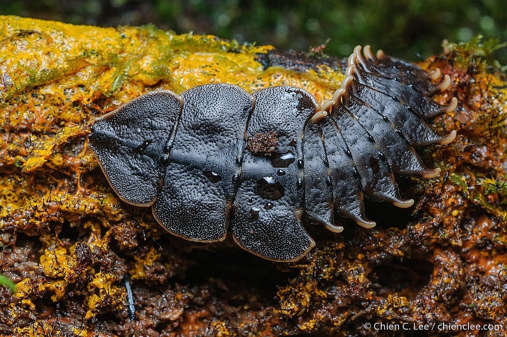 Trilobite Beetle from Bahagian Miri, Sarawak, Malaysia on July 3, 2006 ...