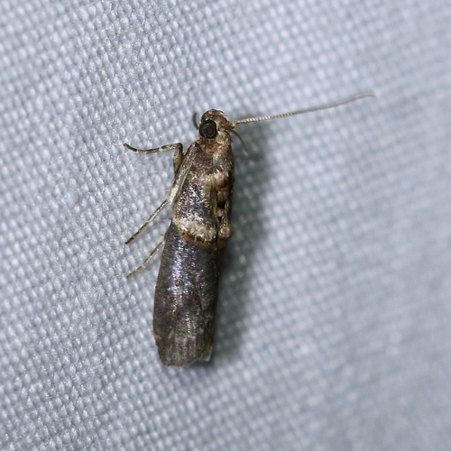 Genus Anabasis · iNaturalist