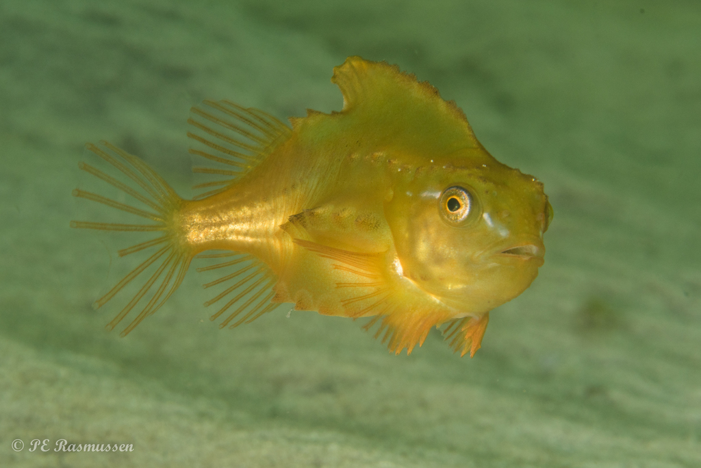 Lumpfish (Cyclopterus lumpus) - Marine Life Identification