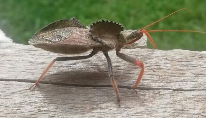 Wheel Bugs by María Paula Fonseca · iNaturalist