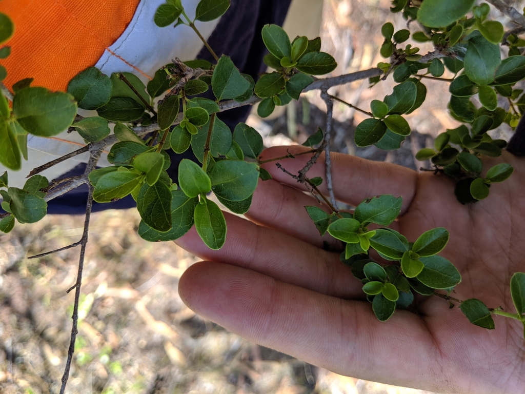 Antirhea putaminosa from Strathfield QLD 4742, Australia on April 17 ...