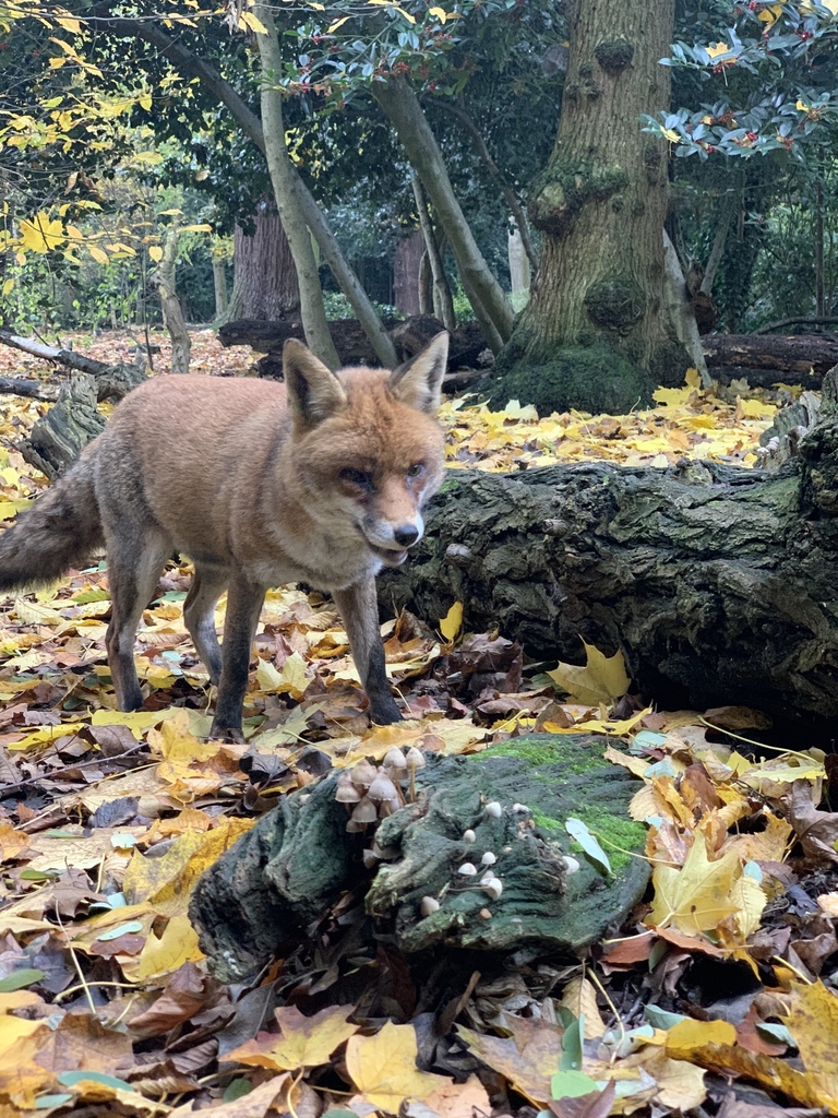 Red Fox from Greenwich Park, London, England, GB on November 19, 2019 ...