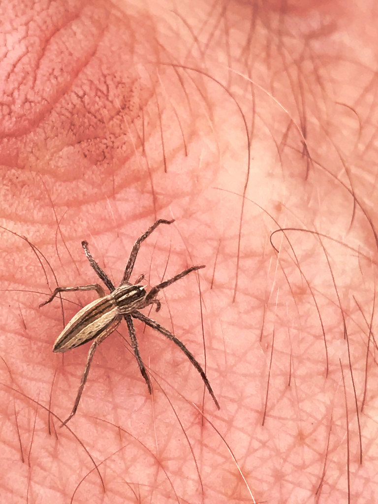 Pisaurina dubia from 1254 Bogey Ct, Centerville, OH, US on March 28 ...