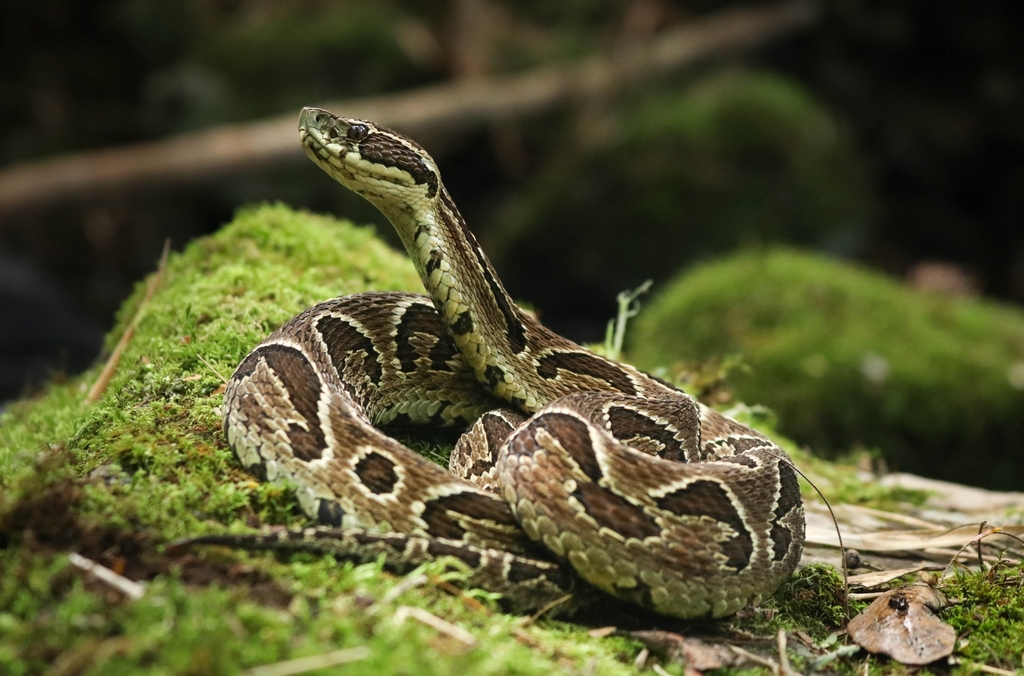 Cotiara in January 2020 by Max Farjallat Raffi · iNaturalist