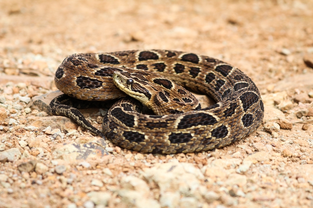 Cotiara from Campos Novos - State of Santa Catarina, 89620-000, Brazil ...