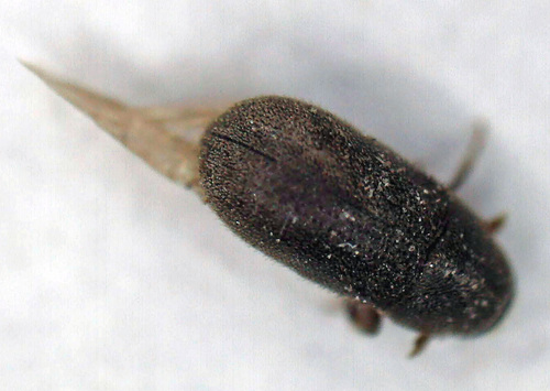 Four-eyed Spruce Bark Beetle (Polygraphus rufipennis) · iNaturalist