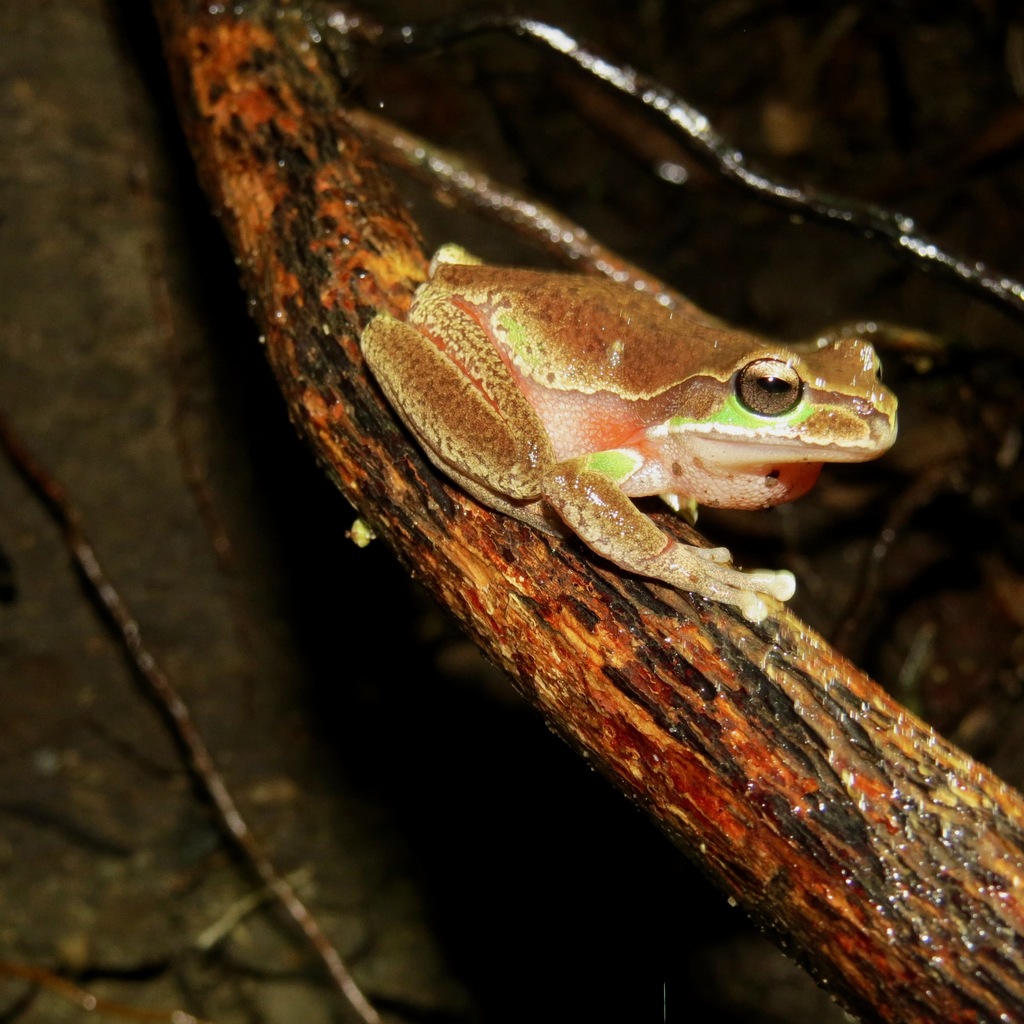 Blue Mountains Tree Frog from Mallacoota VIC 3892, Australia on ...