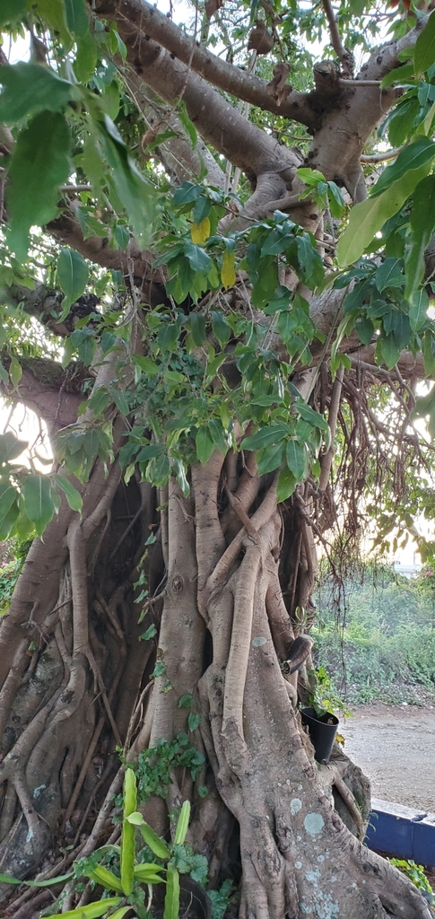 Pacific Banyan from Tamuning, Guam on April 20, 2020 at 06:19 PM by ...