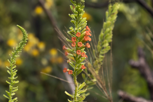 Stachytarpheta longispicata · iNaturalist