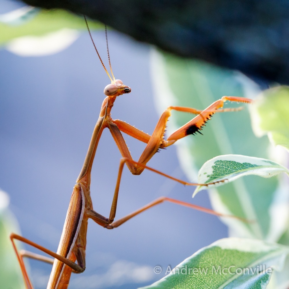 Any idea what he/she is? Last photo was from when they were little 2-3 ...