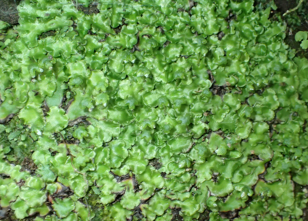 California asterella from Old Chico Canyon Road, Chico, CA 95928, USA ...
