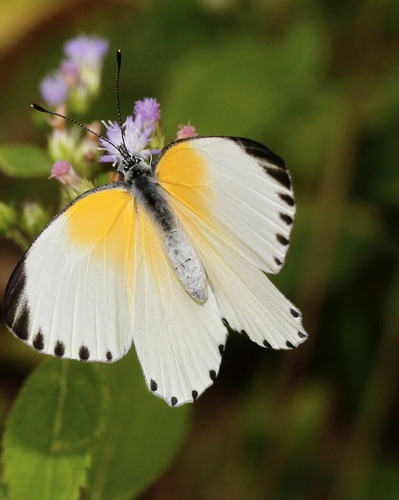 Subspecies Mylothris rueppellii rhodesiana · iNaturalist