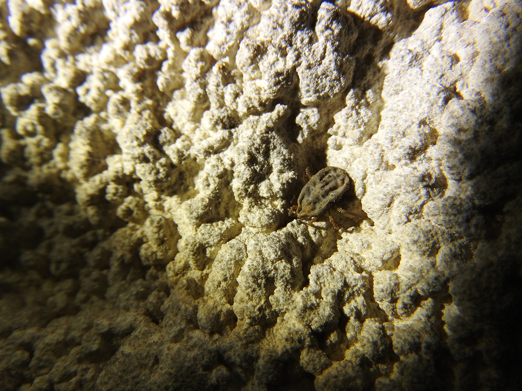 Mammal Soft Ticks from Atoyac, Ver., México on March 25, 2017 at 02:22 ...