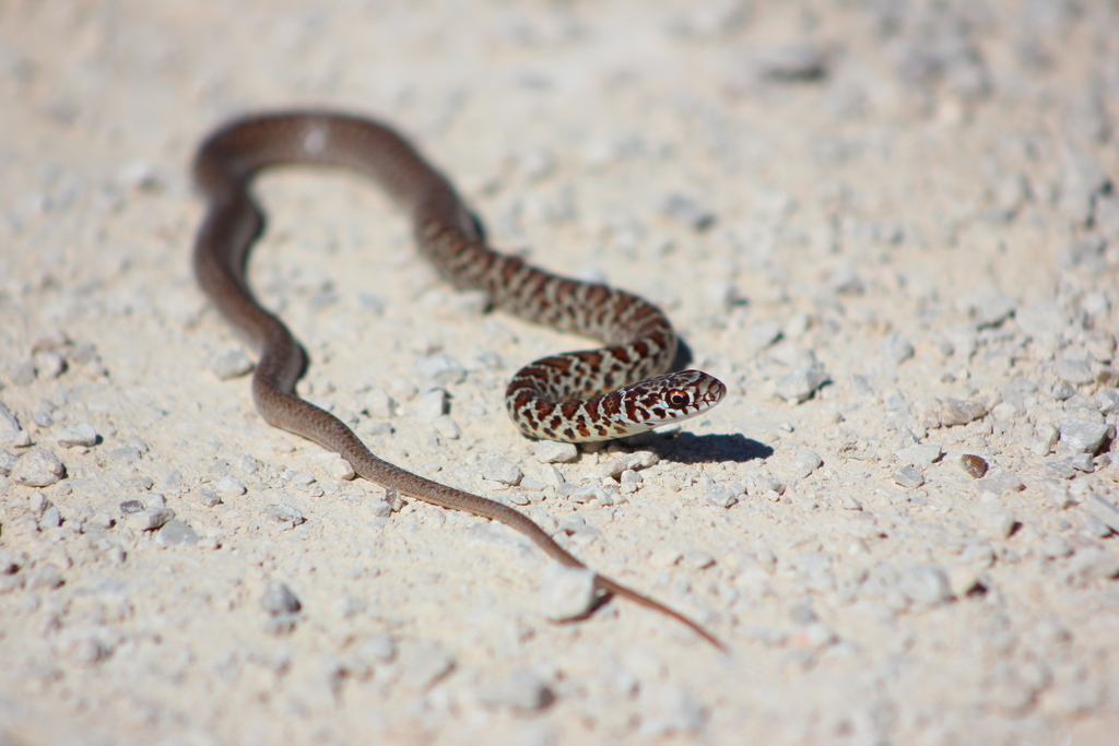 North American Racer from 1206 Apc Nwr Rd, Eagle Lake, TX 77434, USA on ...