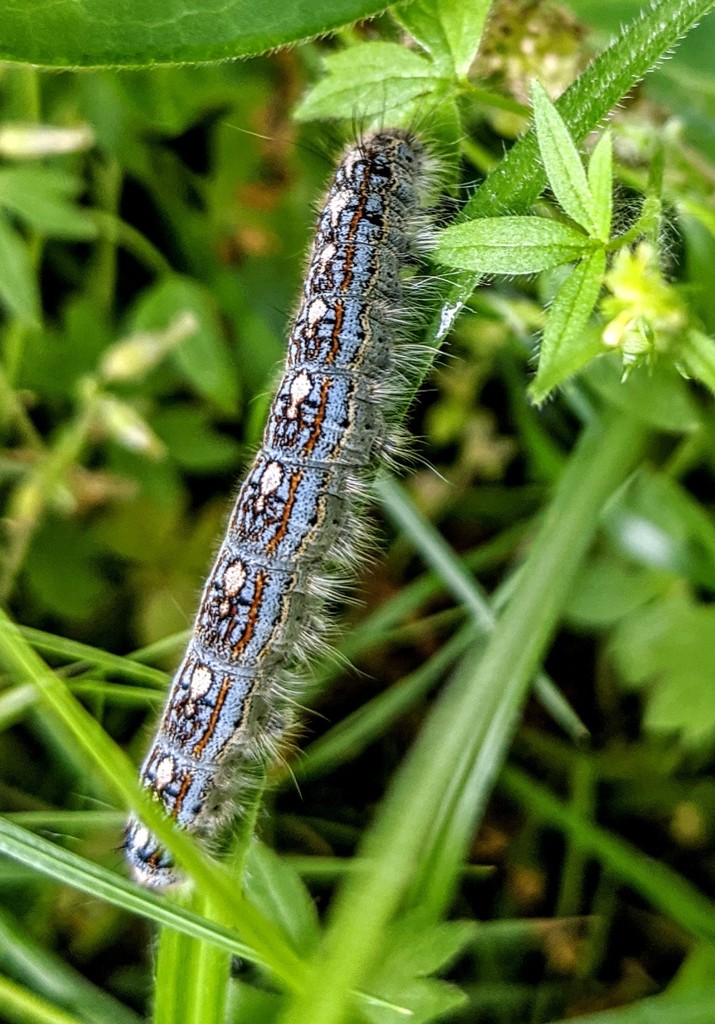 Forest Tent Caterpillar Moth from Bear Creek, NC, USA on April 20, 2020 ...