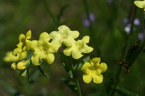 Santa Rita (Lithospermum cobrense) · Naturalista Costa Rica