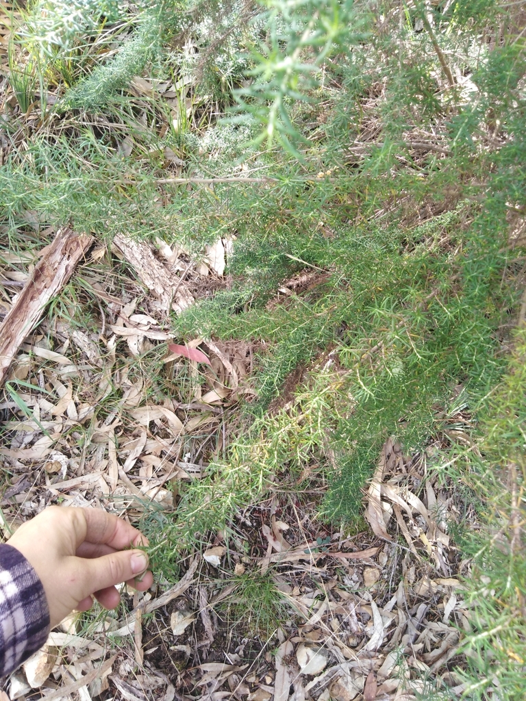 Australian Tauhinu from Christmas Hills VIC 3775, Australia on April 21 ...