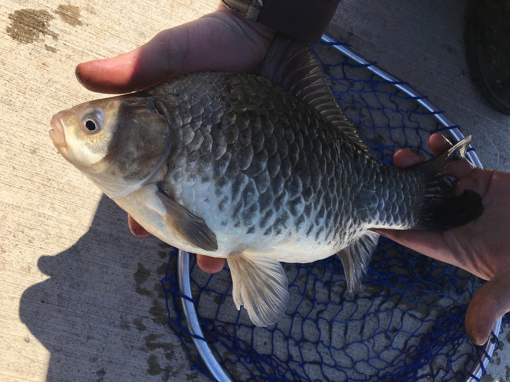 Goldfish from Huron River, Huron, OH, US on April 20, 2020 at 03:09 PM ...