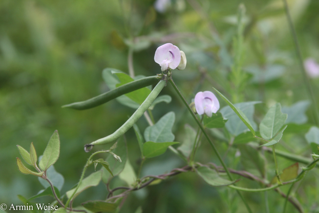 trailing fuzzy-bean from Valley Forge National Historical Park ...